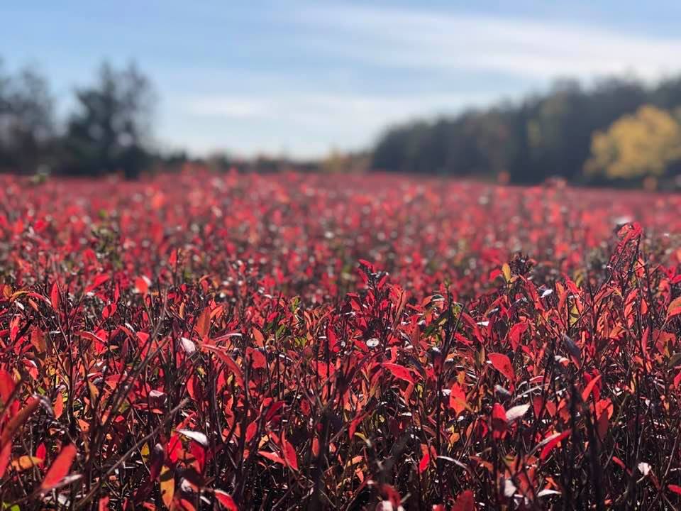 Home - PEI Wild Blueberry Co-op